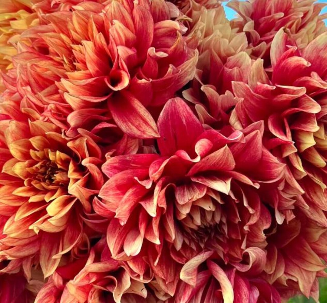 Dazzling Magic Dinnerplate Dahlia Tuber - Variegated Flowers That ...