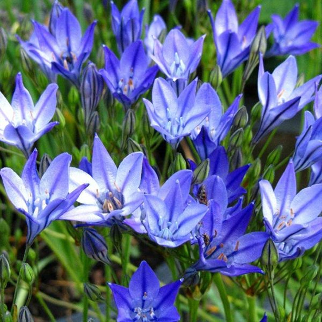 Triteleia 'queen Fabiola' - Fall Planted Bulbs - Triplet Lily - Star ...