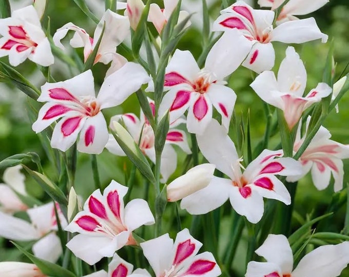 Hardy Gladiolus 'prince Claus' - SWORD LILY BULBS - Easy to Grow - Full ...