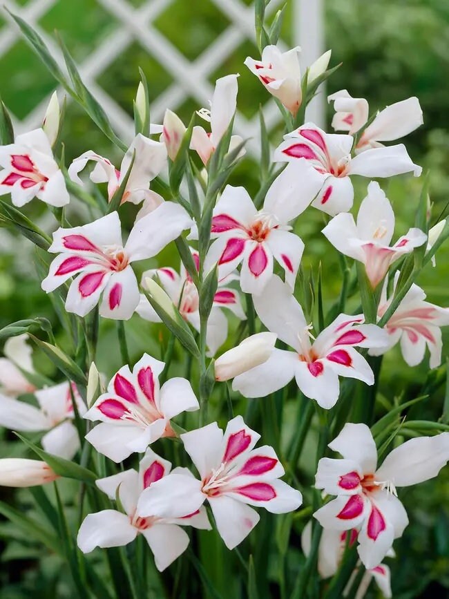 Hardy Gladiolus 'prince Claus' SWORD LILY BULBS - Etsy