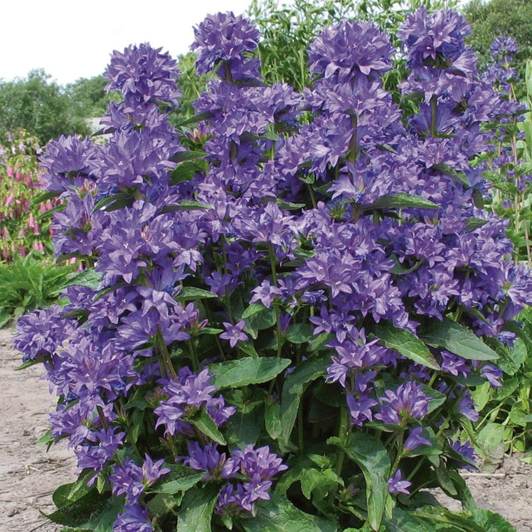 Freya Bellflower - CAMPANULA - Live Plant - Hardy Perennial - Star ...