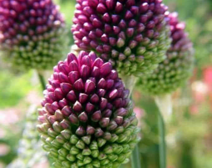 Drumstick Allium Flower Bulbs - Hardy - Deer Resistant - Blooms in Late ...