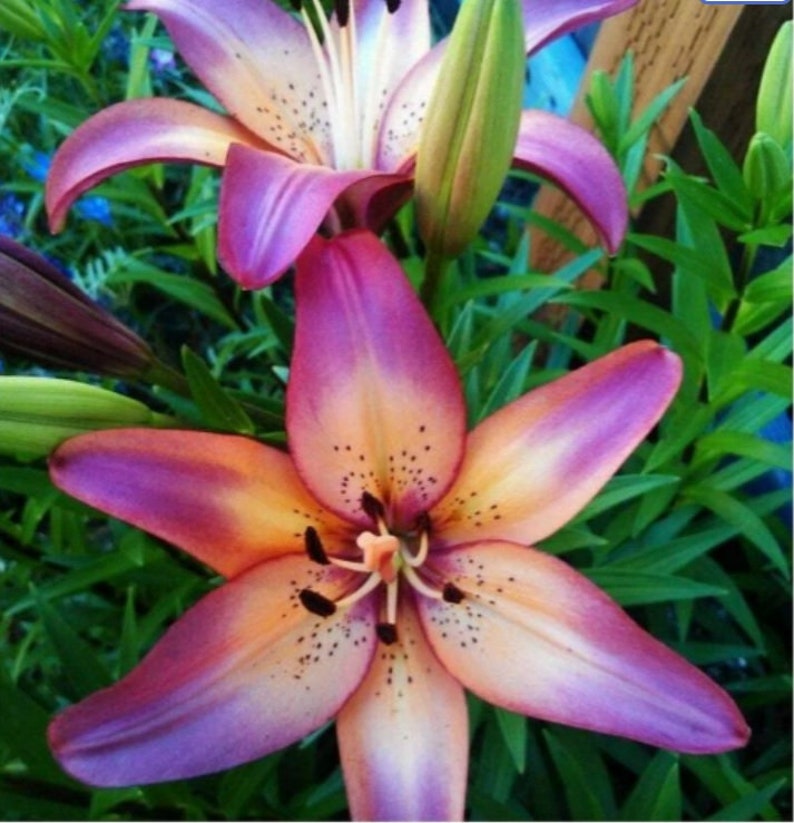 Royal Sunset Lily Flower Bulbs Vibrant Orange Yellow - Etsy