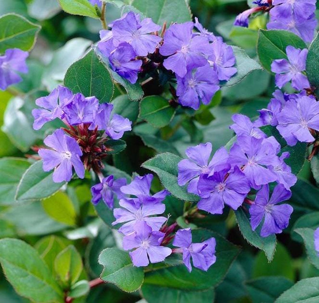 Ceratostigma Plumbaginoides - PLUMBAGO - Live Plant - Hardy Perennial ...