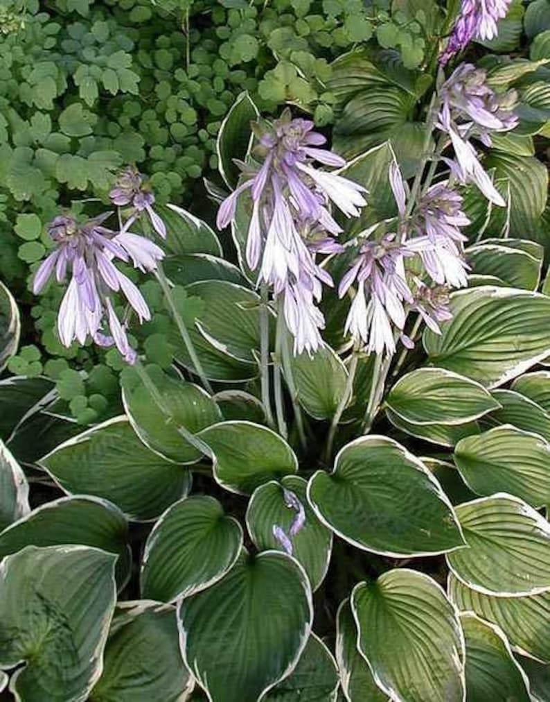 Hosta Francee - Sun to Shade Tolerant - Plants Grow 2-3 Feet Tall & 3-5 ...
