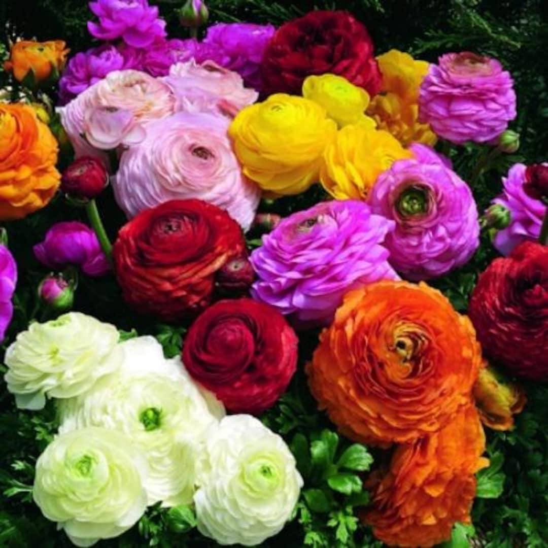 Aviv Mix Ranunculus Tubers - Full Sun to Partial Shade - One of the ...