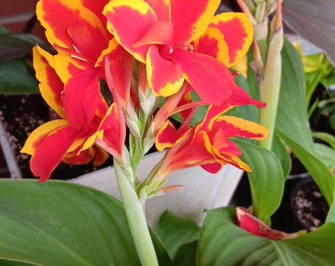 Lucifer Canna Lily - Bicolor Red & Yellow Hummingbird Flowers ...