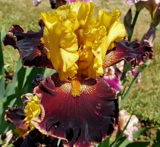 Bearded Iris Sun Devil Yellow and Burgundy Deer Resistant Flowers Easy ...