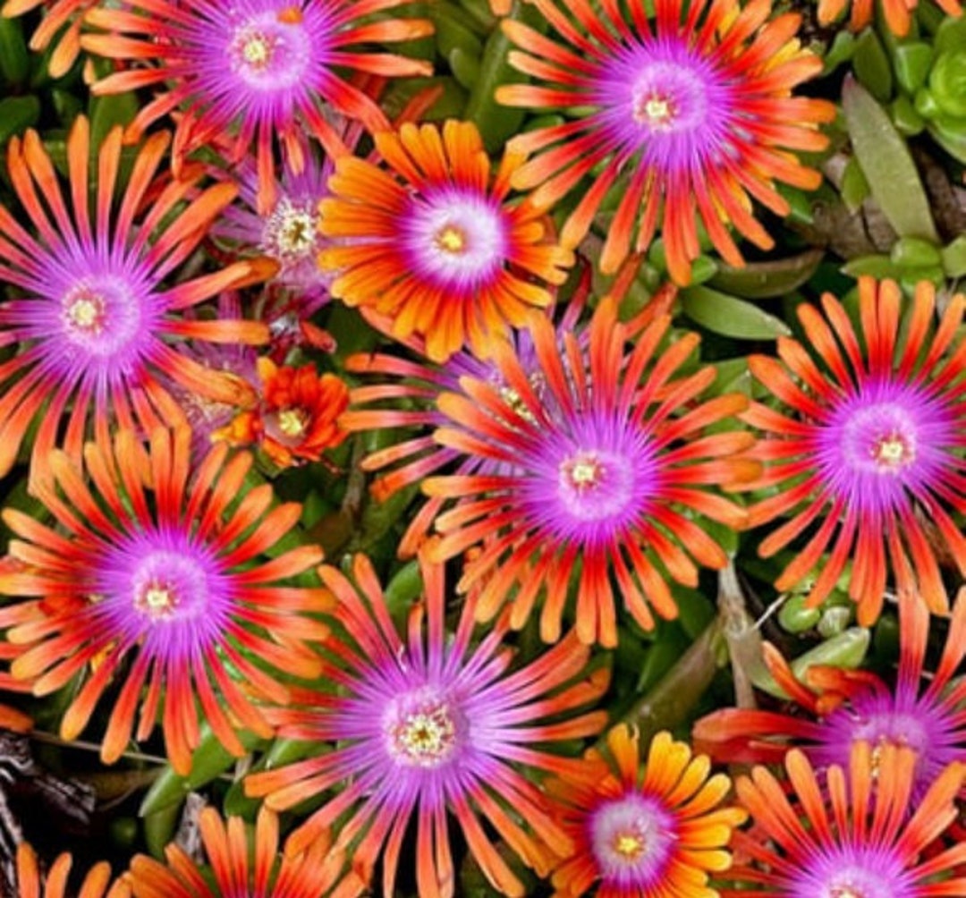 Fire Spinner Live Plant - Vibrant Tri-colored Flowers of Orange, Red ...