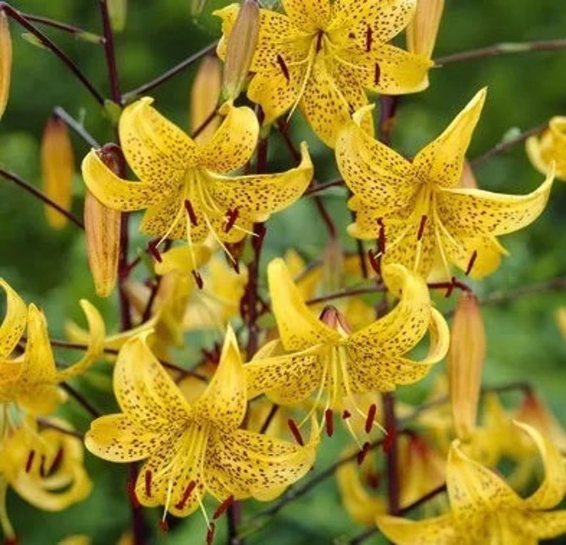 Lilium Leichtlinii Japanese Tiger Lily Bulbs Pendent Golden - Etsy