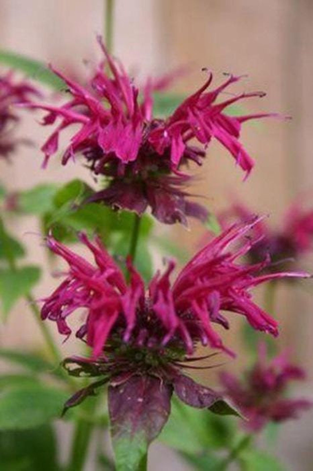 Monarda Mahogany - Live Bee Balm Plant - Deep Wine Red Flowers ...