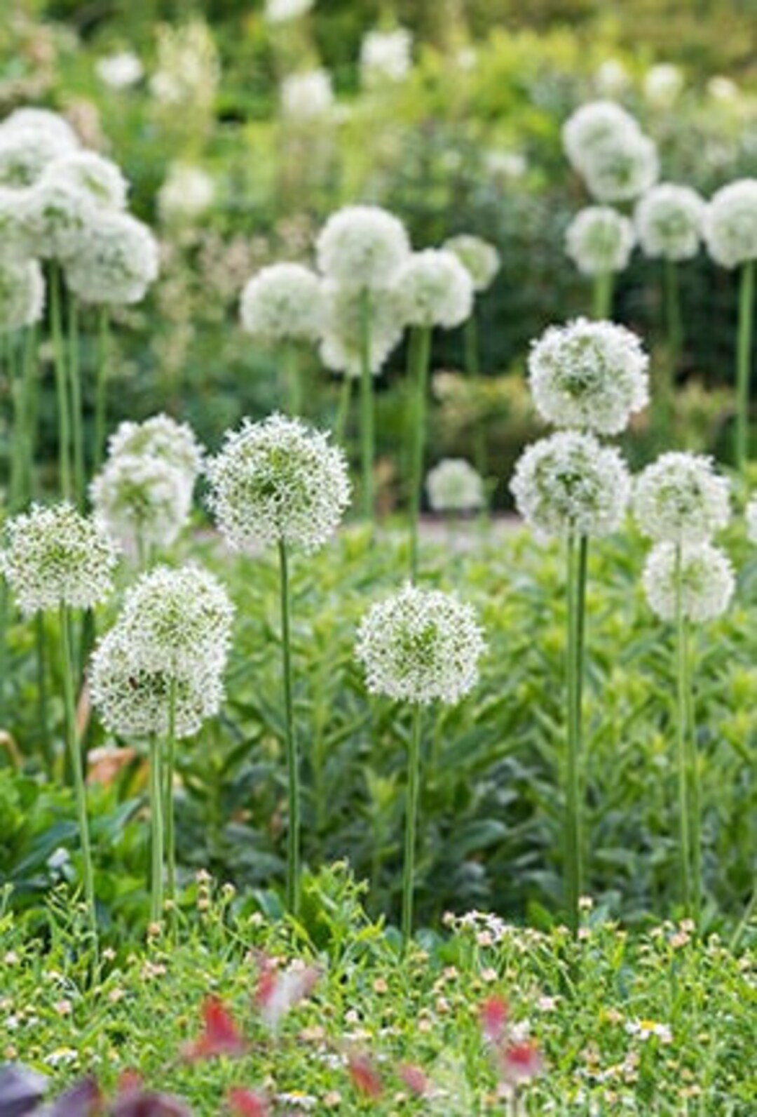 Allium - Mount Everest - Flower Bulbs - Hardy Perennial - Deer ...