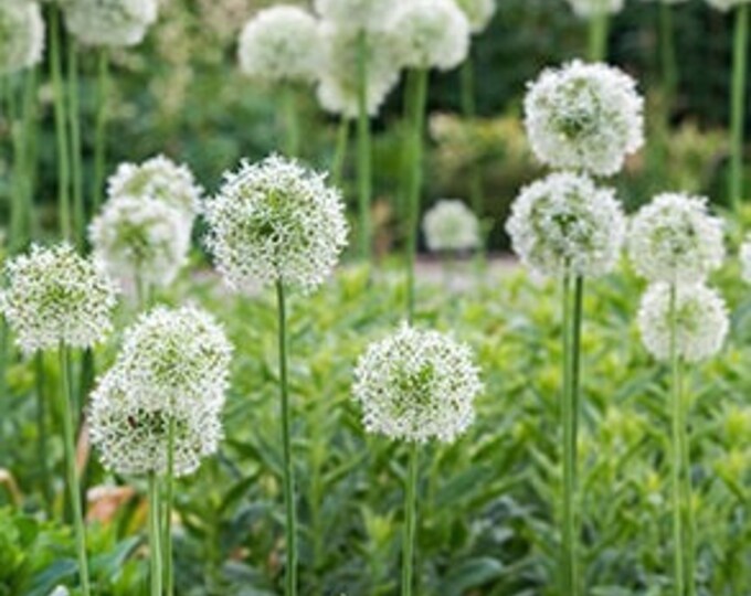 Allium - Mount Everest - Flower Bulbs - Hardy Perennial - Deer ...