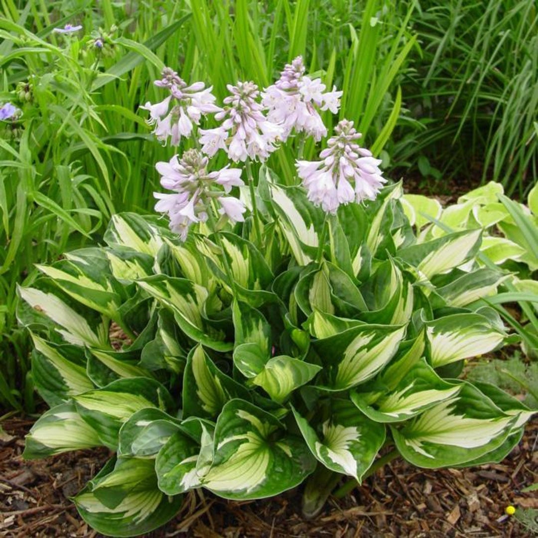 Hosta Whirlwind Bare Root Division - Perennial Shade Plant - Variegated ...