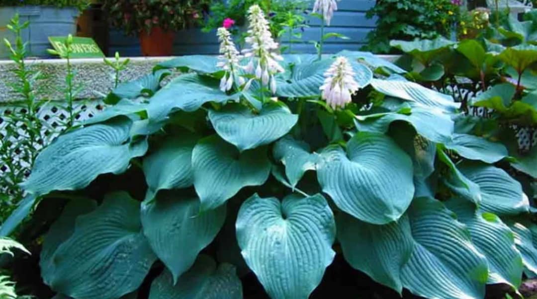 Hosta Big Daddy - Sun to Shade Tolerant - Plants Grow 2-3feet Tall & 3 ...