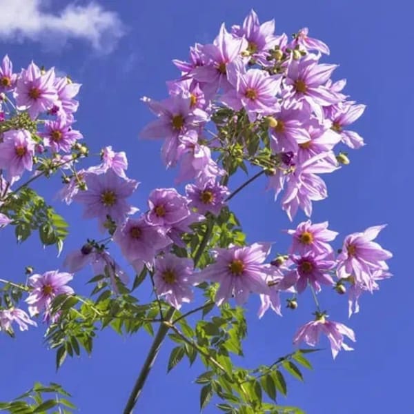 Purple Dahlia - Etsy
