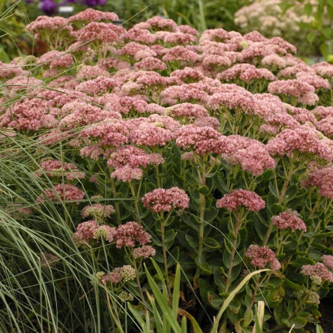 Sedum Autumn Fire Live Plant Star-shaped Bright Colored Rosy Flowers ...