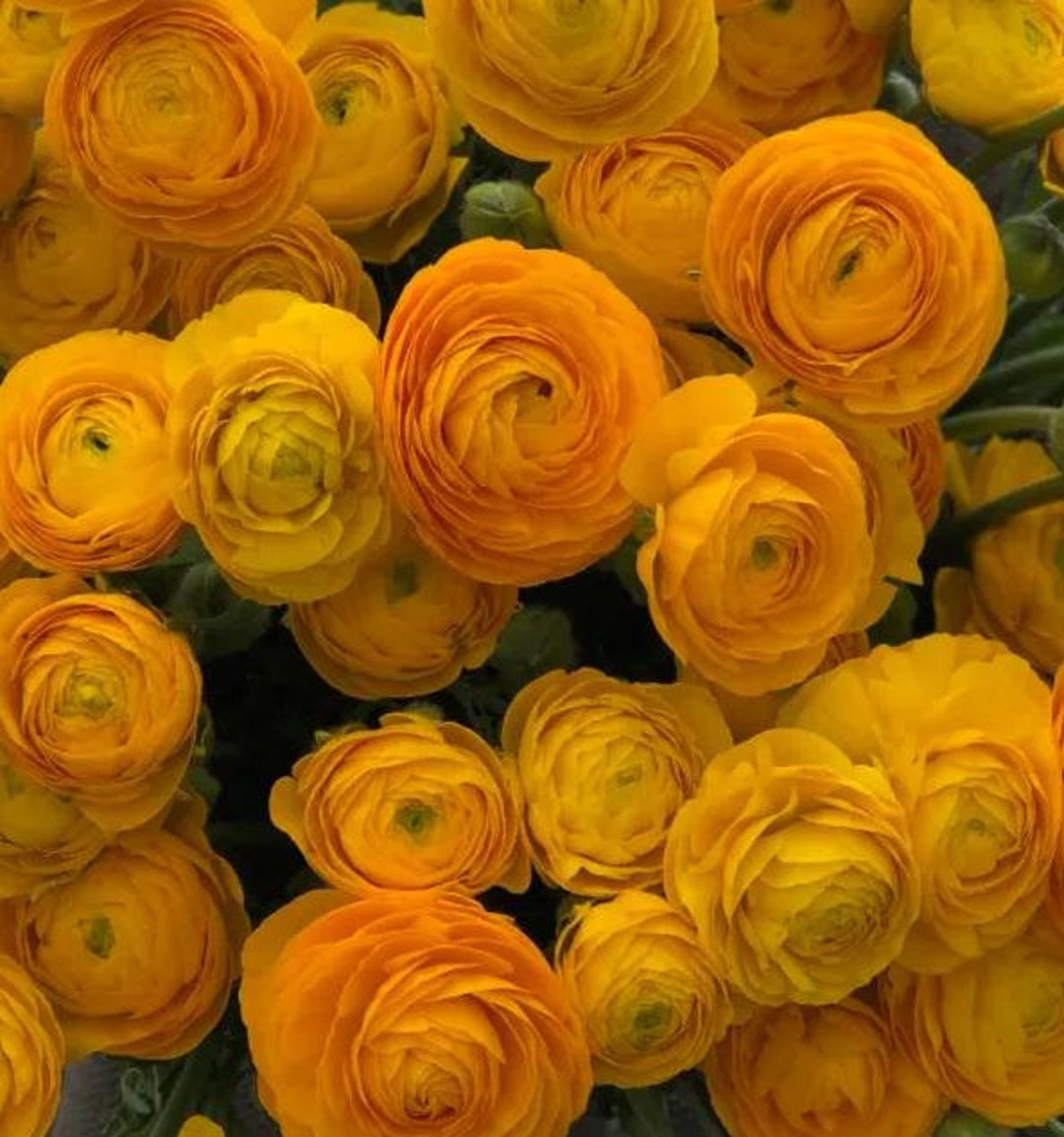 Gold Ranunculus Tubers - Full Sun to Partial Shade - One of the Best ...