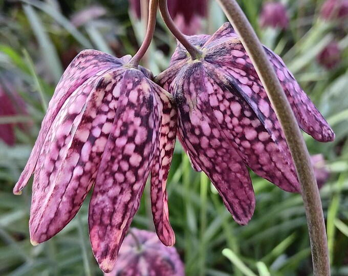 Crown Imperial Lily Bulb - Fritillaria Rubra - Deer Resistant - Flowers ...