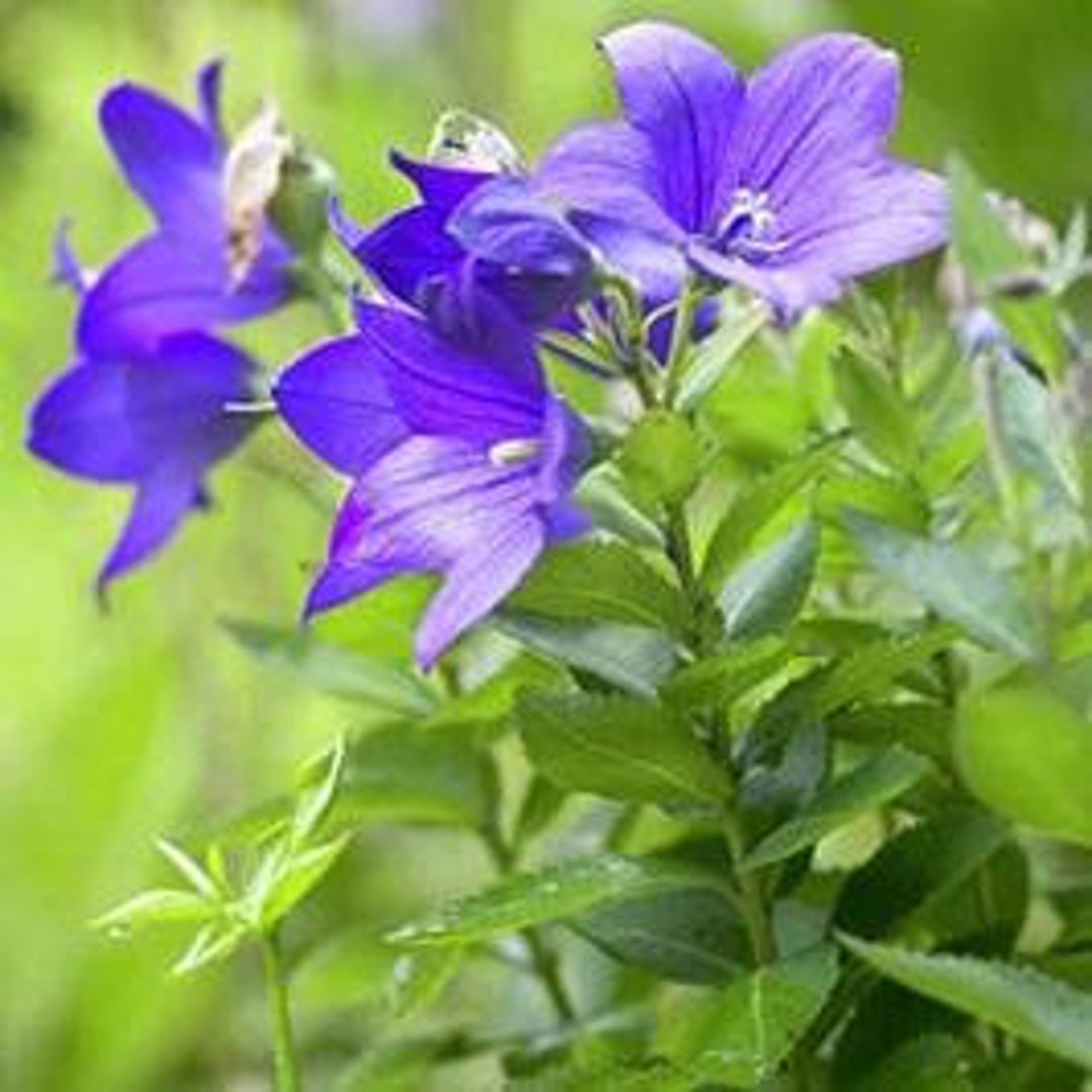 Platycodon Sentimental Blue Balloon Flower - Beautiful Puffy Blue ...
