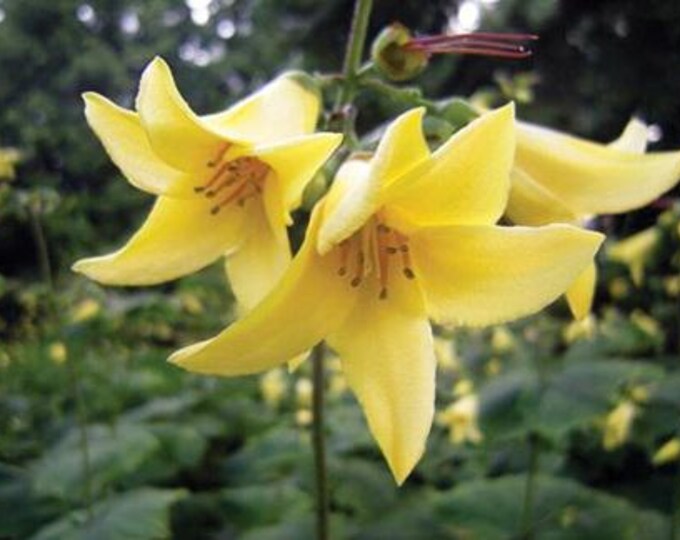 Kirengeshoma Palmata - YELLOW WAX BELLS - Bare Root - Grow 3 to 4 Ft ...