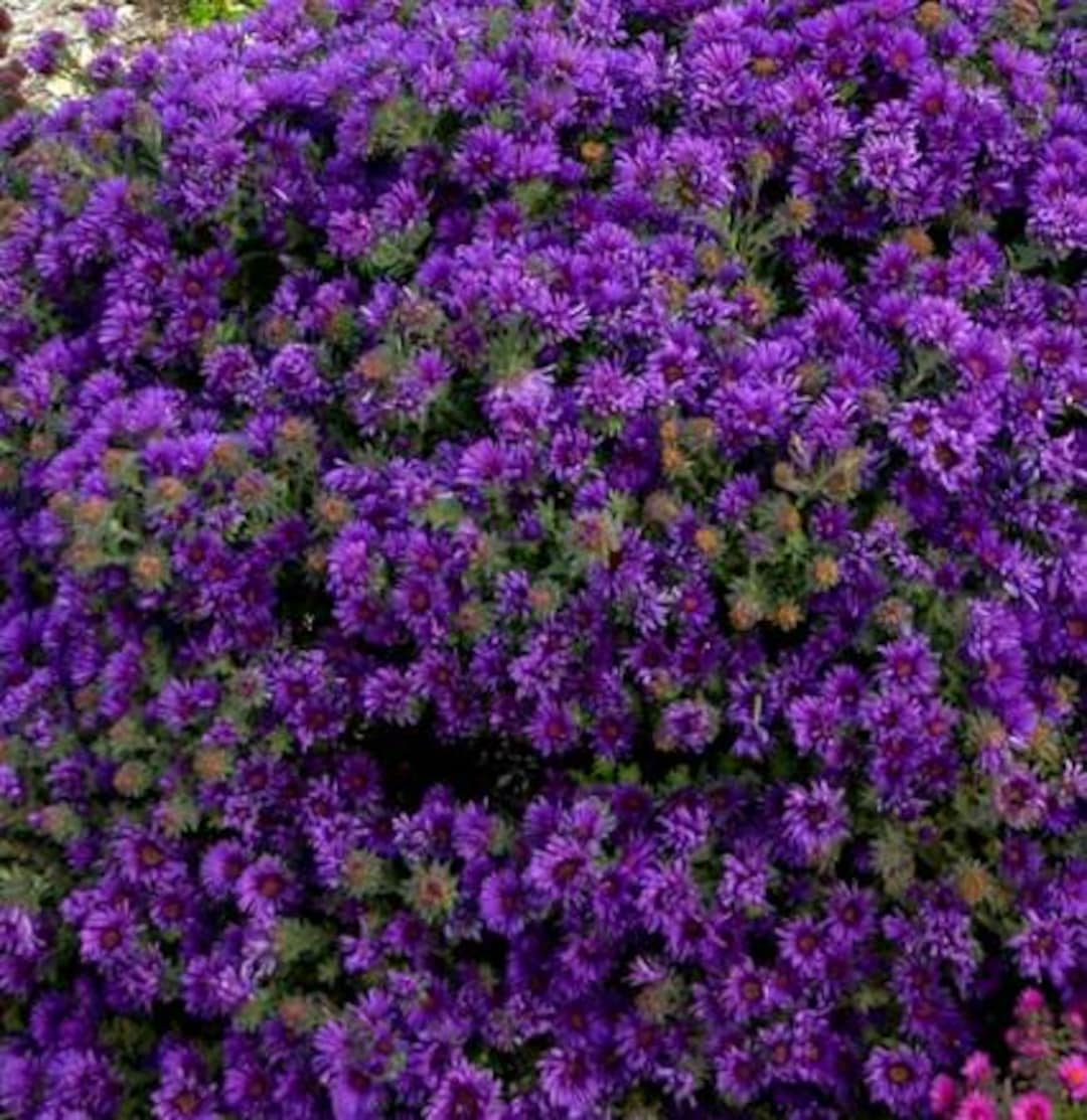 Grape Crush Aster - Live Plant - Hundreds of Dark Purple Daisy-shaped ...