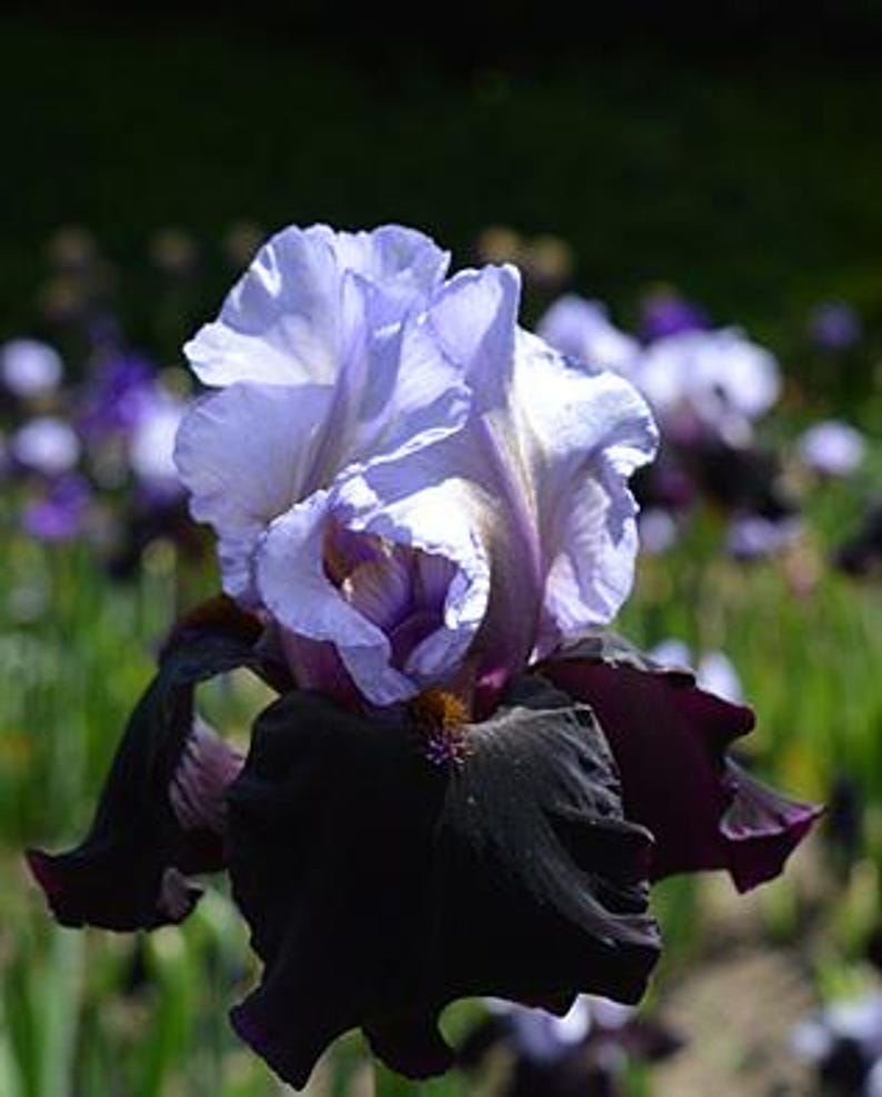 Bearded Iris 'better Together' Darker Blue-violet, Deep Lavender Rise ...