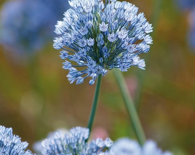 Allium - Wild Blue - Flower Bulbs - Hardy - Deer Resistant - Garden ...