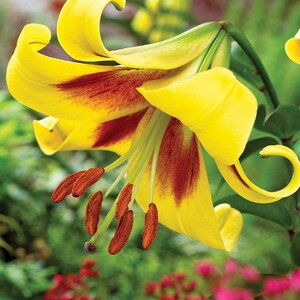 Oriental Trumpet Lily ‘robert Swanson’ - Big Striking Red & Red Blooms ...