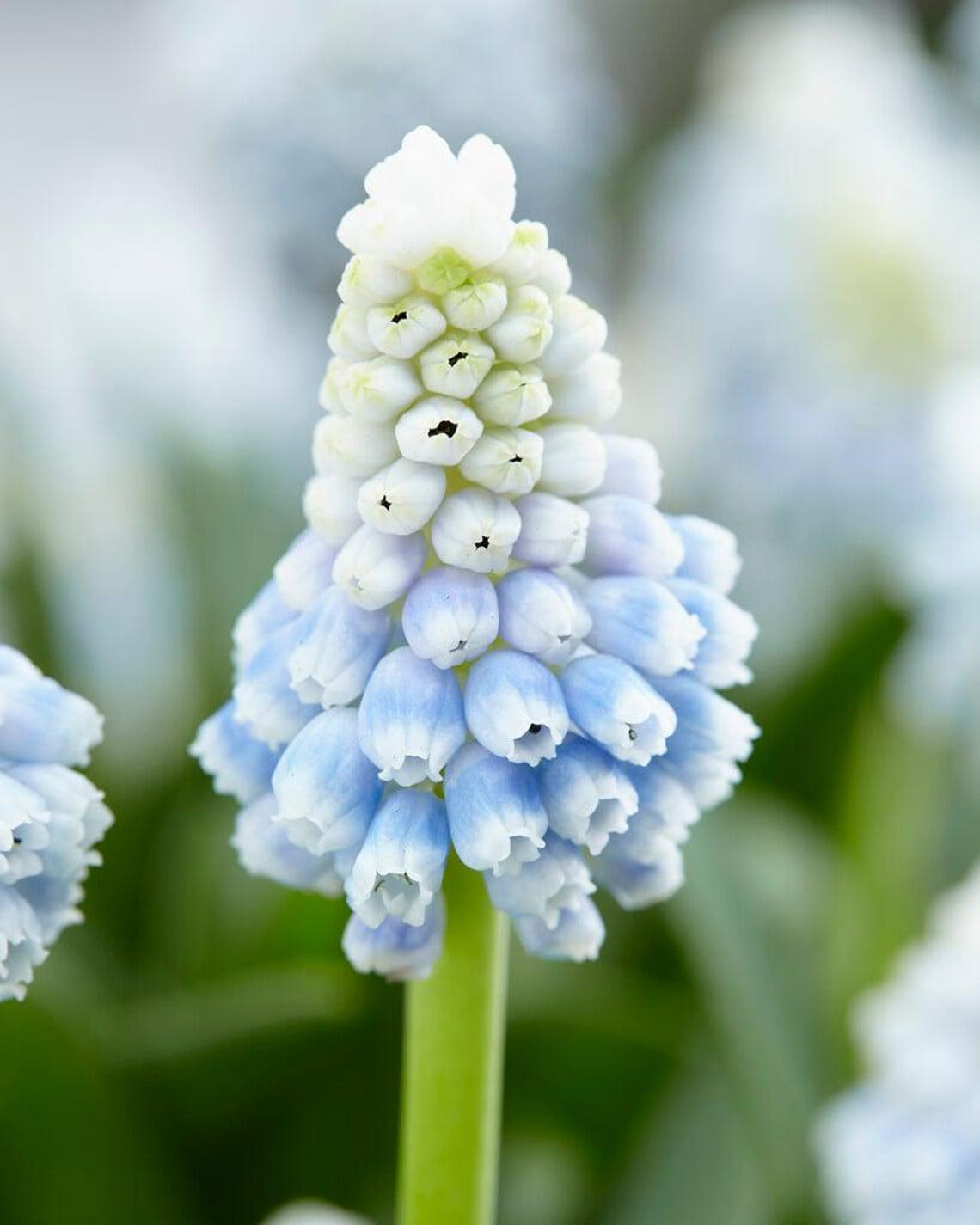 Muscari - Mountain Lady - Unique! Varying Pale Powder Blue Grape ...