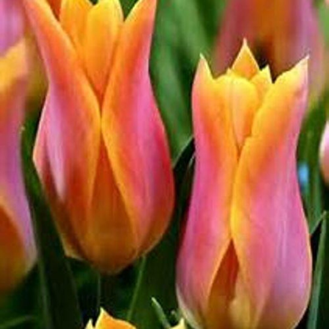 Marianne Tulip Bulbs Raspberry Red With Golden Edges and Yellow ...