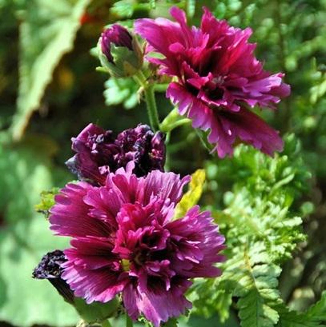 Alcea Hollyhock Live Plant - Queeny Purple - Attracts Pollinators ...