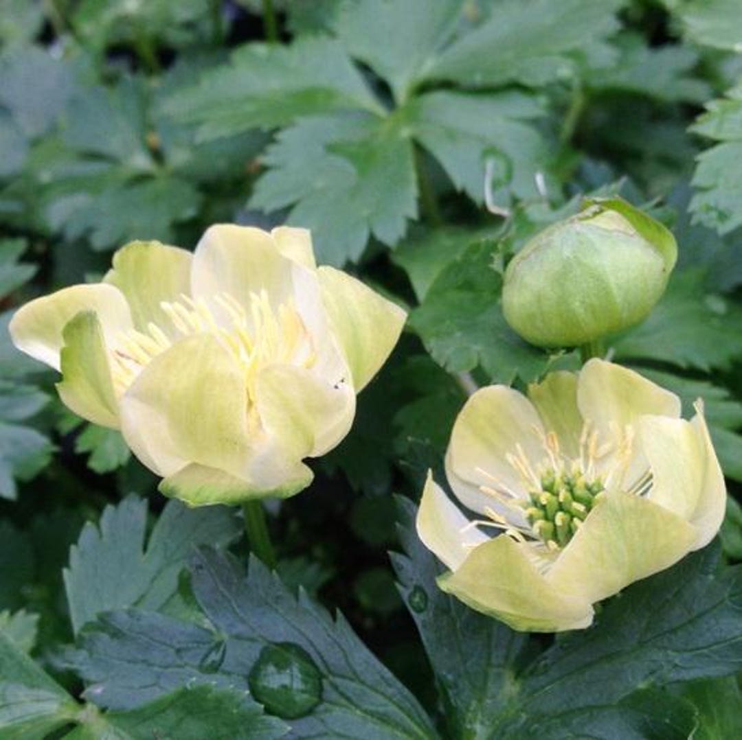 Trollius Alabaster Globeflower Bare Root - Hardy Perennial - Full Sun ...