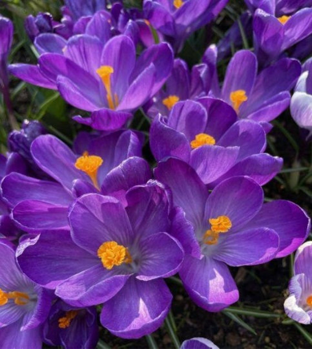 Giant Purple Crocus Bulbs - Flower Record - Easy to Grow - Perennial ...