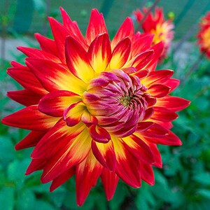 Karma Bon Bini Dahlia - Astonishing Semi-cactus Vibrant Orange-red ...