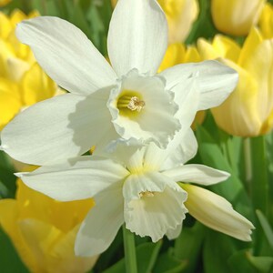 Narcissus - Thalia - Flower Bulb - Plant in Fall for Spring Blooms ...