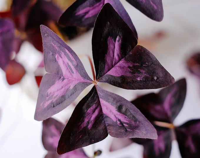 Purple Shamrock Bulbs! ~ Oxalis Triangularis ~ Easy to Grow ~ Thrives ...