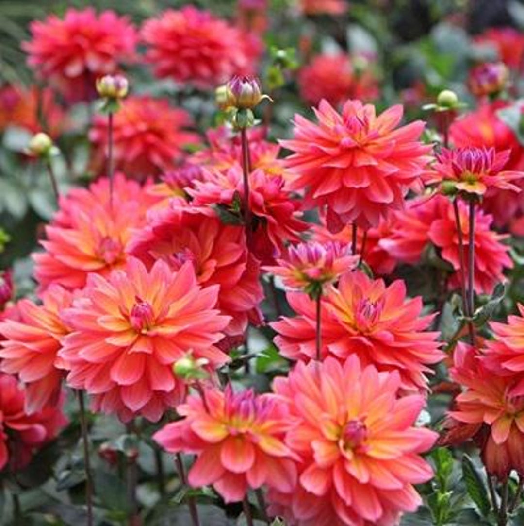 Firepot Semi-dinnerplate Dahlia Tuber - Water Lily-like Flowers Are a ...
