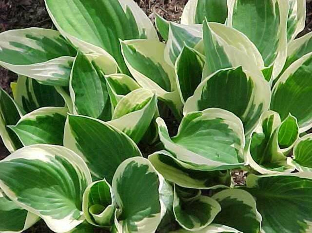 Hosta Patriot Bare Root Division - Perennial Shade Plant - Variegated ...