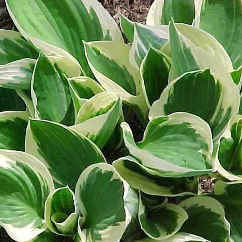 Hosta - Etsy