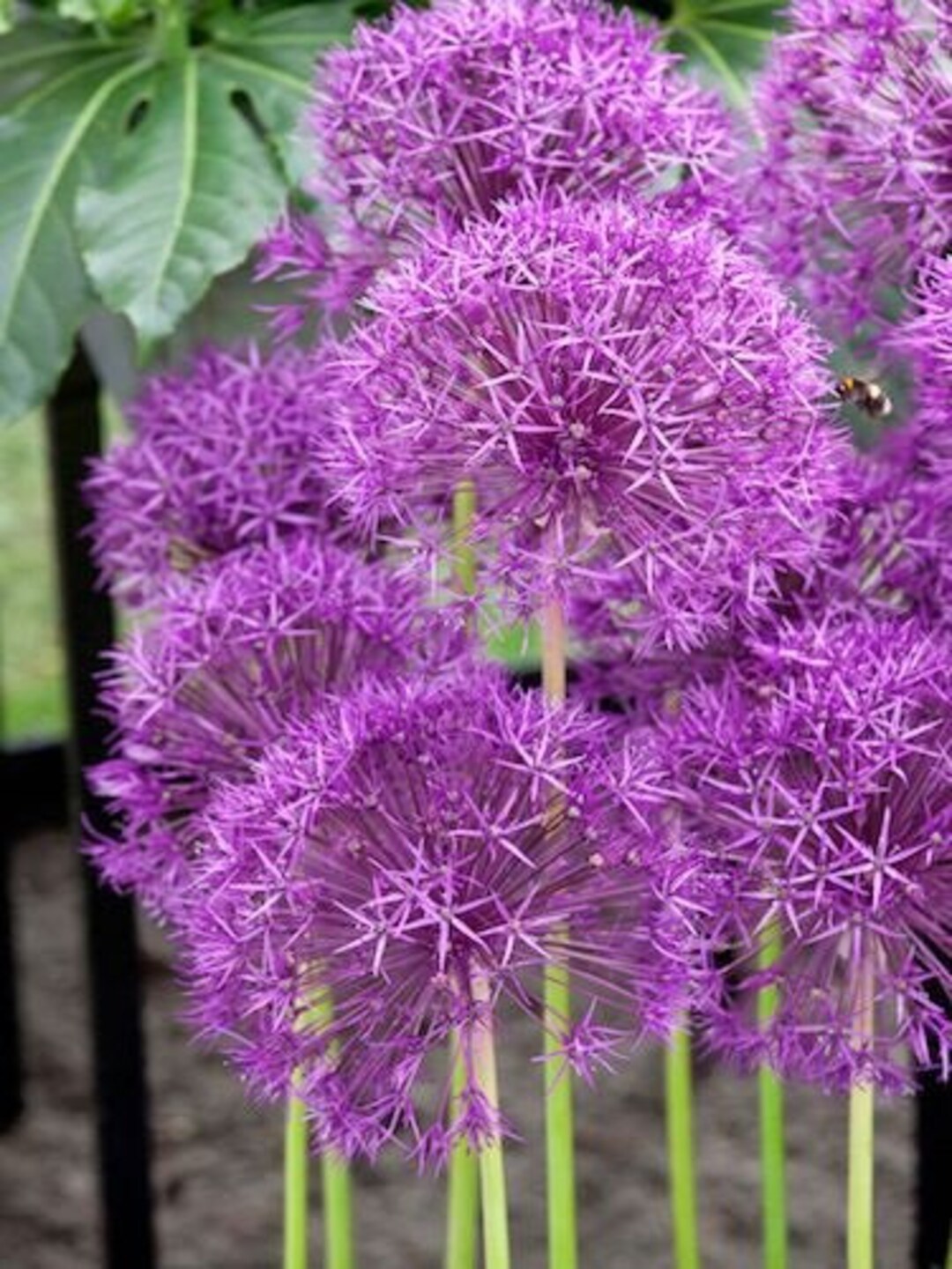 Pinball Wizard Allium Bulbs - Deer Resistant - Late Spring Blooms ...