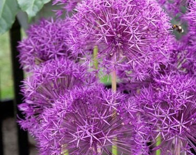 Purple Rain Allium Bulbs - Deer Resistant - Late Spring Blooms ...