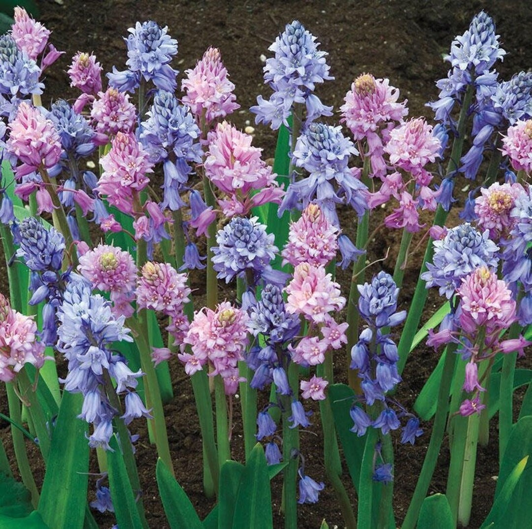 Spanish Bluebell Flower Bulbs - Mix Colors - Deer Resistant - Hardy ...