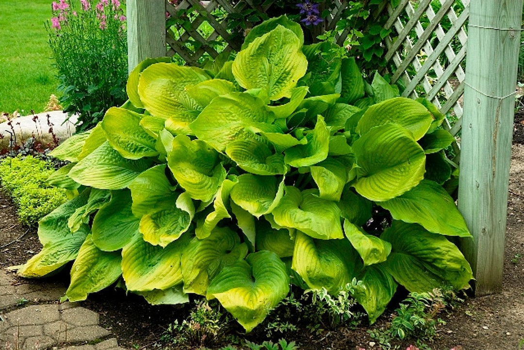 Giant Hosta SUM AND SUBSTANCE - Sun to Shade Tolerant - Plants Grow 2 ...
