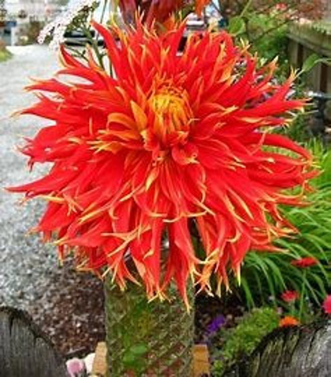 Show N Tell Dahlia Tubers - Exhibition Size Dinnerplate 10" Blooms of ...