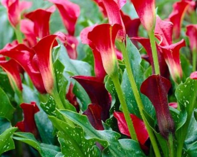 Majestic Red Calla Lily Bulb - Huge, Exotic, Satiny Flowers on Tall ...