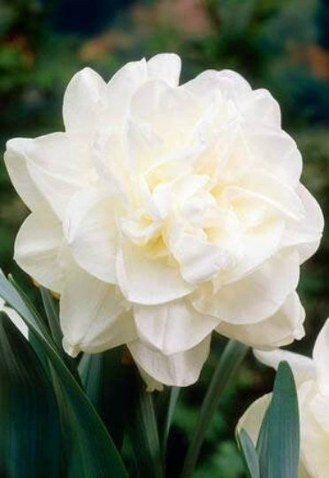 Narcissuss Obdam Double White Daffodil Flower Bulbs Plant in Fall for ...