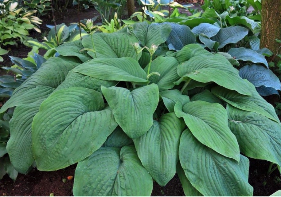 Huge Hosta T-REX Perennial Shade Plant Spectacular - Etsy