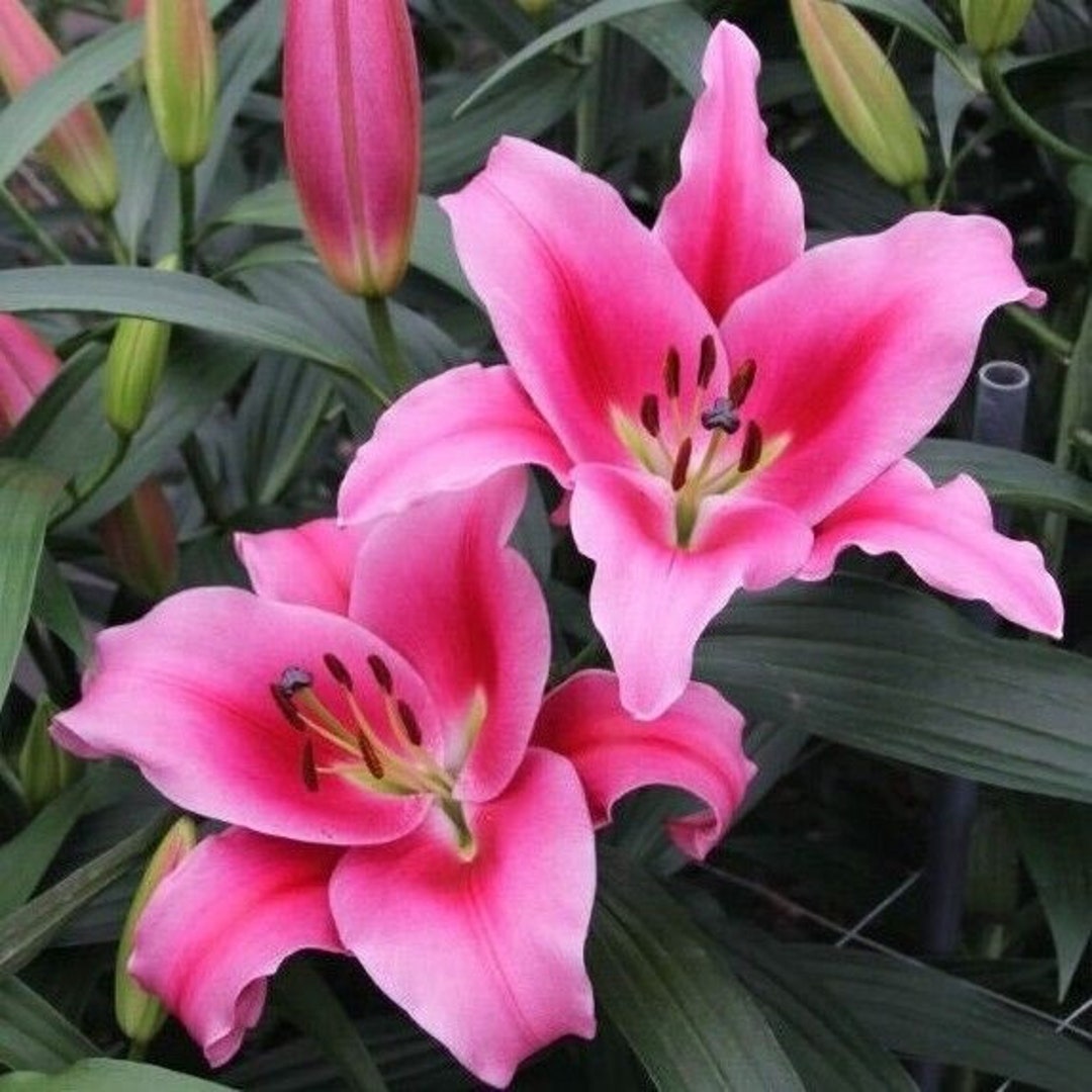Dalian Oriental Tree Lily Bulbs - Dark Pink - 4-8' TALL - Lavender-pink ...