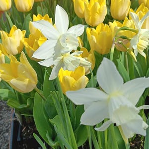Narcissus - Thalia - Flower Bulb - Plant in Fall for Spring Blooms ...